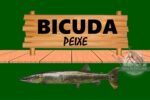 Bicuda peixe: tipos, características, alimentação, habitat e receitas