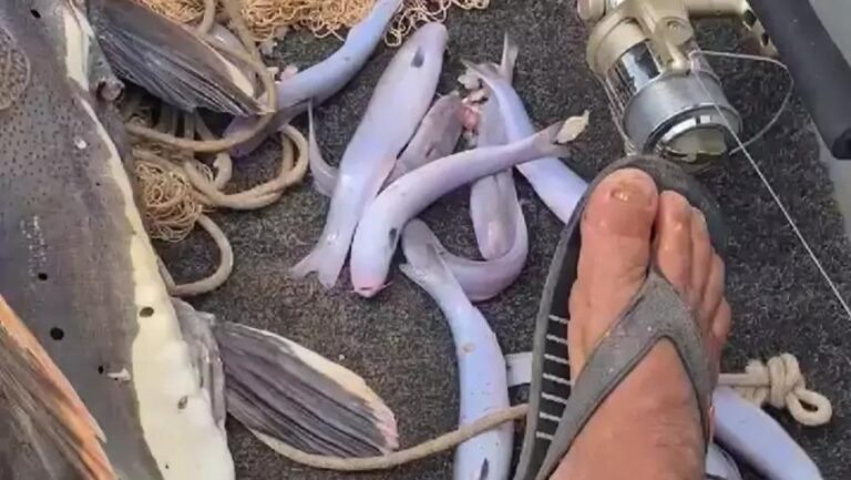 Candiru peixe: características, reprodução, alimentação e habitat