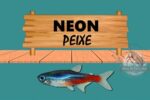 Neon peixe: tipos, características, alimentação, habitat e cuidados