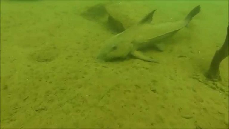 Abotoado peixe: origem, características, alimentação e habitat