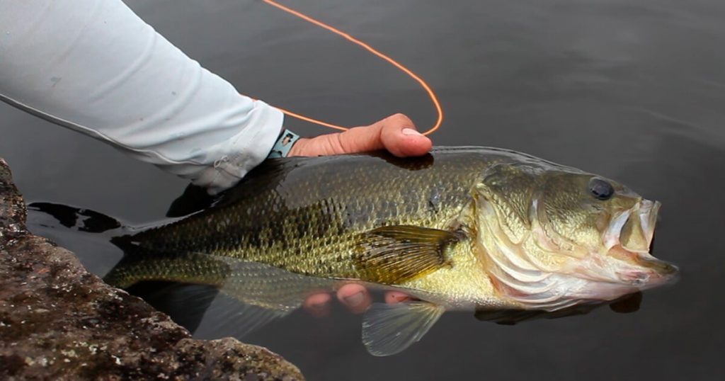 Achigã peixe: características, reprodução, alimentação e habitat