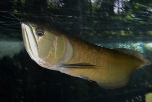 Aruanã peixe: tipos, características, alimentação, habitat e dicas