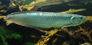 Aruanã peixe: tipos, características, alimentação, habitat e dicas