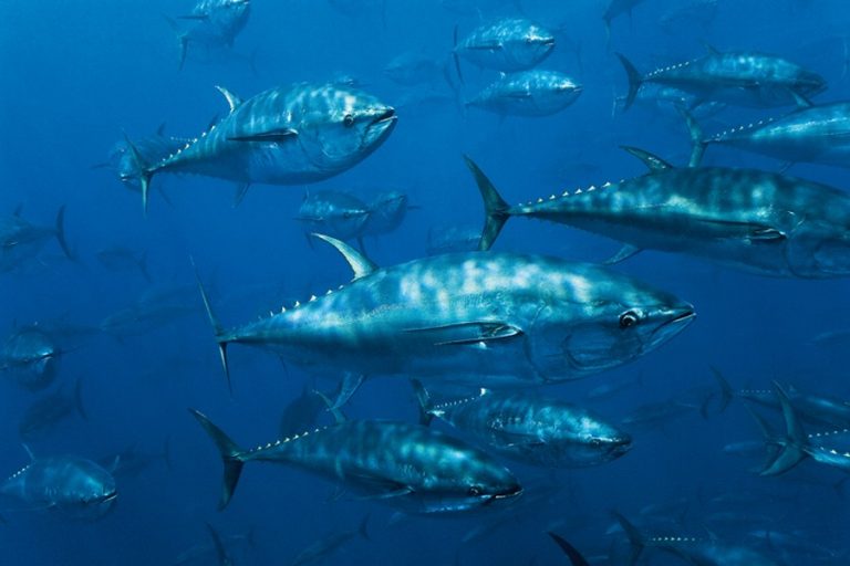 Atum peixe: tipos, alimentação, reprodução, habitat e receitas