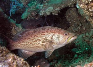 Badejo peixe: tipos, características, alimentação e habitat