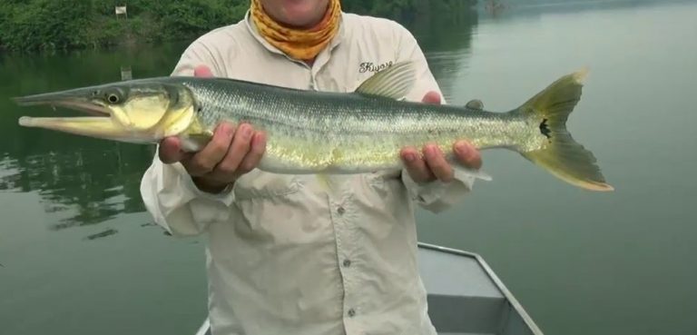 Bicuda peixe: tipos, características, alimentação, habitat e receitas