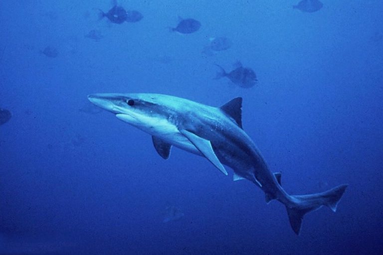 Cação peixe: tipos, características, alimentação e habitat