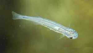 Candiru peixe: origem, características, reprodução, alimentação ...