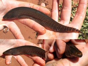 Tuvira peixe: características, reprodução, alimentação e habitat