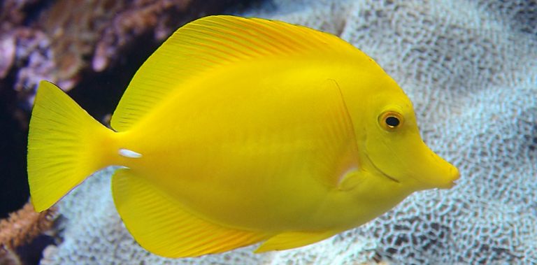 Cirurgião amarelo peixe: características, alimentação e habitat