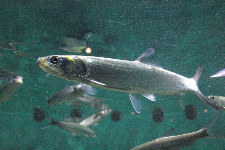 Ubarana peixe: características, reprodução, alimentação e habitat