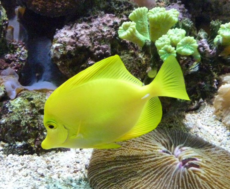 Cirurgião amarelo peixe: características, alimentação e habitat
