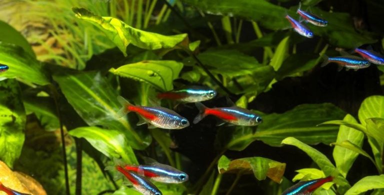 Neon peixe: tipos, características, alimentação, habitat e cuidados