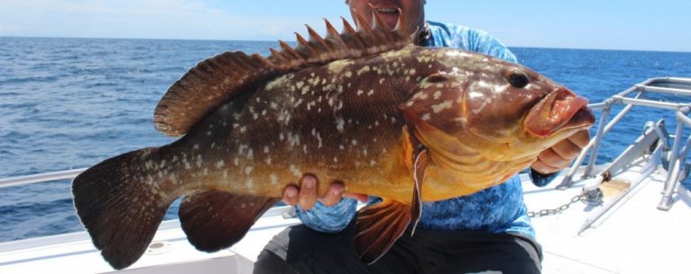 Garoupa peixe: tipos, características, alimentação, habitat e dicas