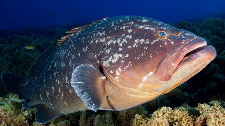 Garoupa peixe: tipos, características, alimentação, habitat e dicas