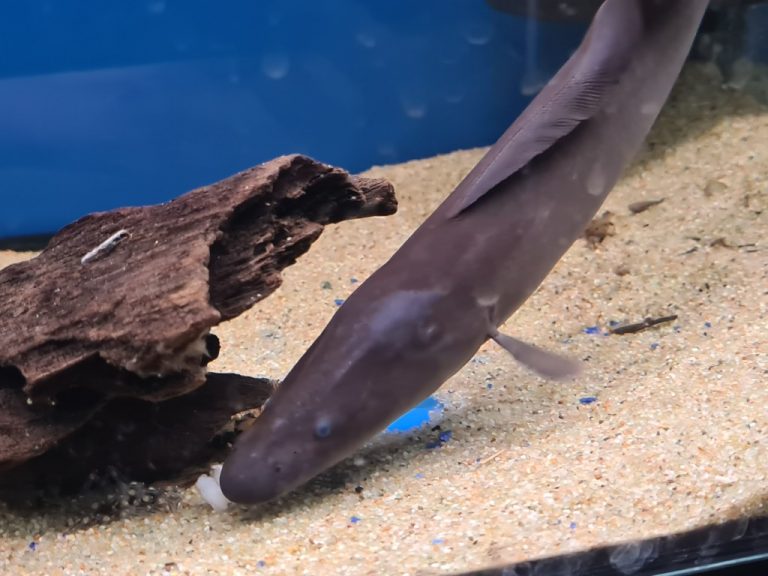 Aba aba peixe: características, reprodução, alimentação e habitat