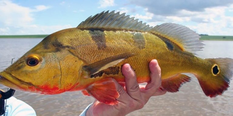 Tucunaré peixe: tipos, alimentação, reprodução, habitat e vídeos