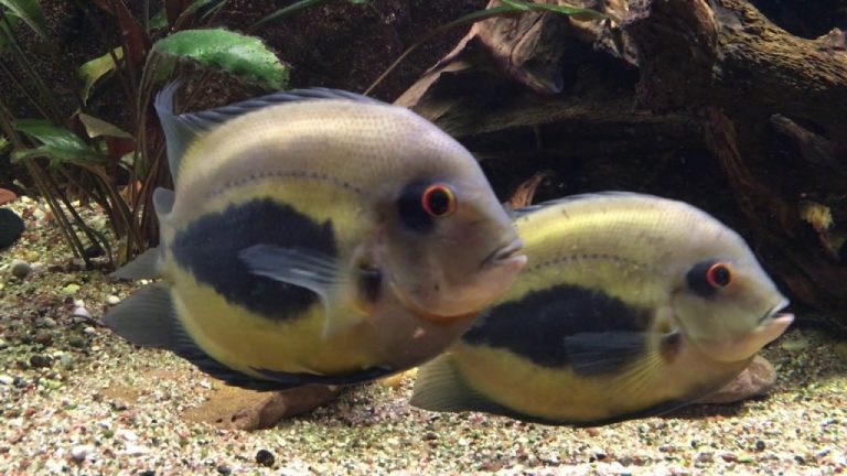 Uaru peixe: característica, reprodução, alimentação, habitat e dicas