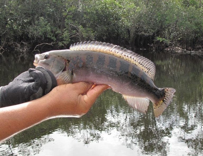 Jacundá peixe: características, reprodução, alimentação e habitat