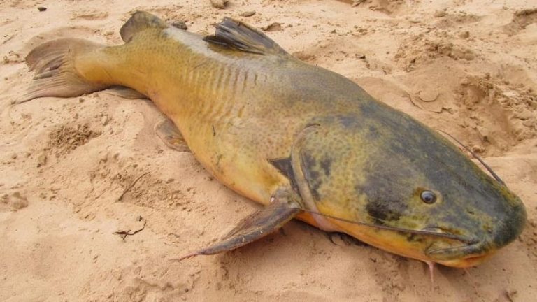 Jaú peixe: tipos, características, reprodução, alimentação e habitat