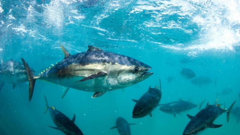 Atum peixe: tipos, alimentação, reprodução, habitat e receitas