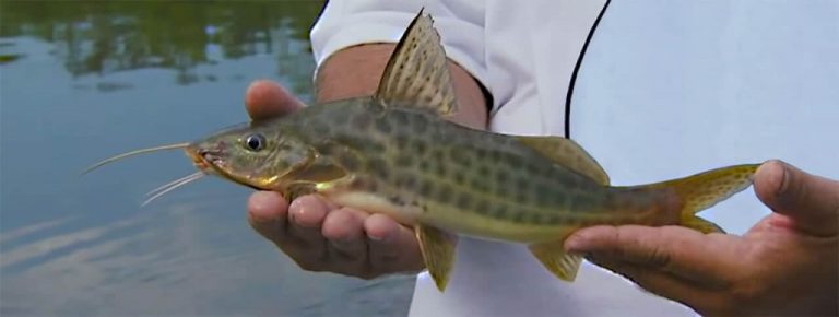Mandi peixe: tipos, características, alimentação, habitat e receitas