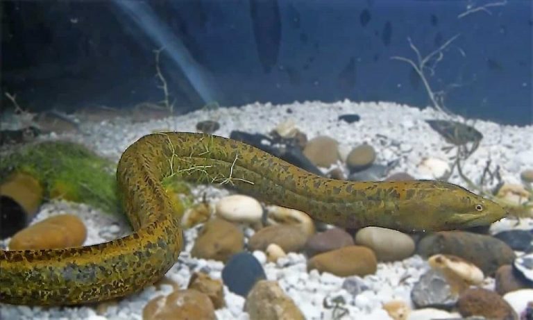 Muçum peixe: características, reprodução, alimentação e habitat