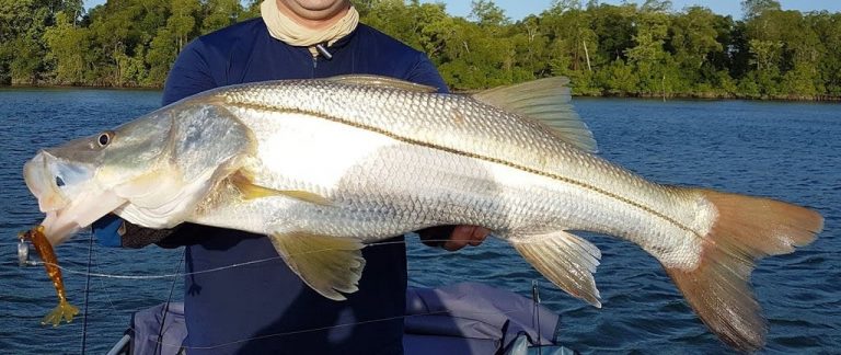 Robalo peixe: tipos, características, alimentação, habitat e receitas