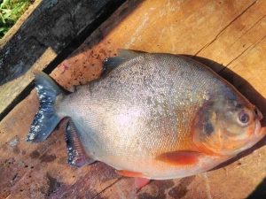 Pacu peixe: tipos, características, alimentação, habitat e receitas