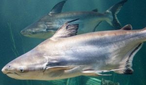 Panga peixe: tipos, características, alimentação, habitat e dicas