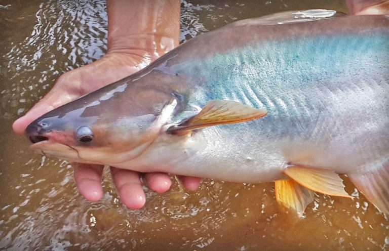 Panga peixe: tipos, características, alimentação, habitat e dicas