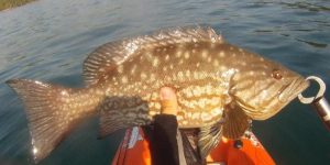 Badejo peixe: tipos, características, alimentação e habitat