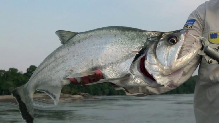 Cachorra peixe: características, reprodução, alimentação e habitat