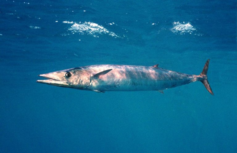 Cavalinha peixe: tipos, características, alimentação e habitat