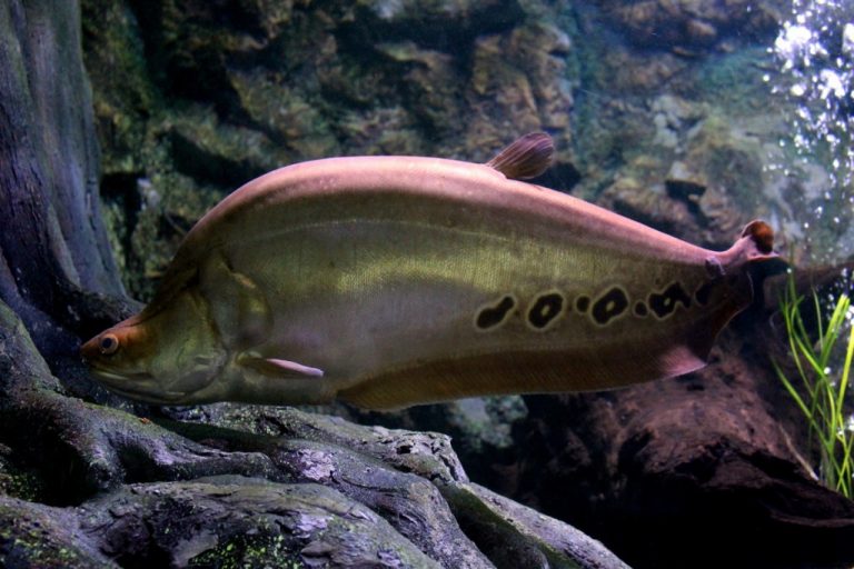 Faca palhaço peixe: características, reprodução e alimentação