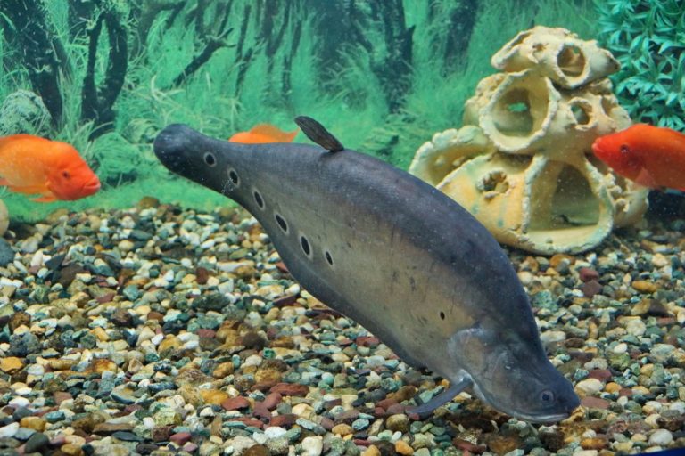 Faca palhaço peixe: características, curiosidades, reprodução ...