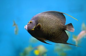 Peixe frade: características, reprodução, alimentação e habitat