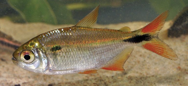 Lambari peixe: tipos, características, alimentação, habitat e receita