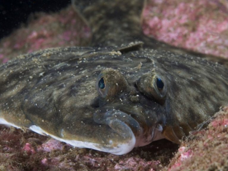 Linguado peixe: tipos, características, alimentação, habitat e dicas