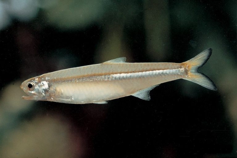 Manjuba peixe: características, reprodução, alimentação e habitat
