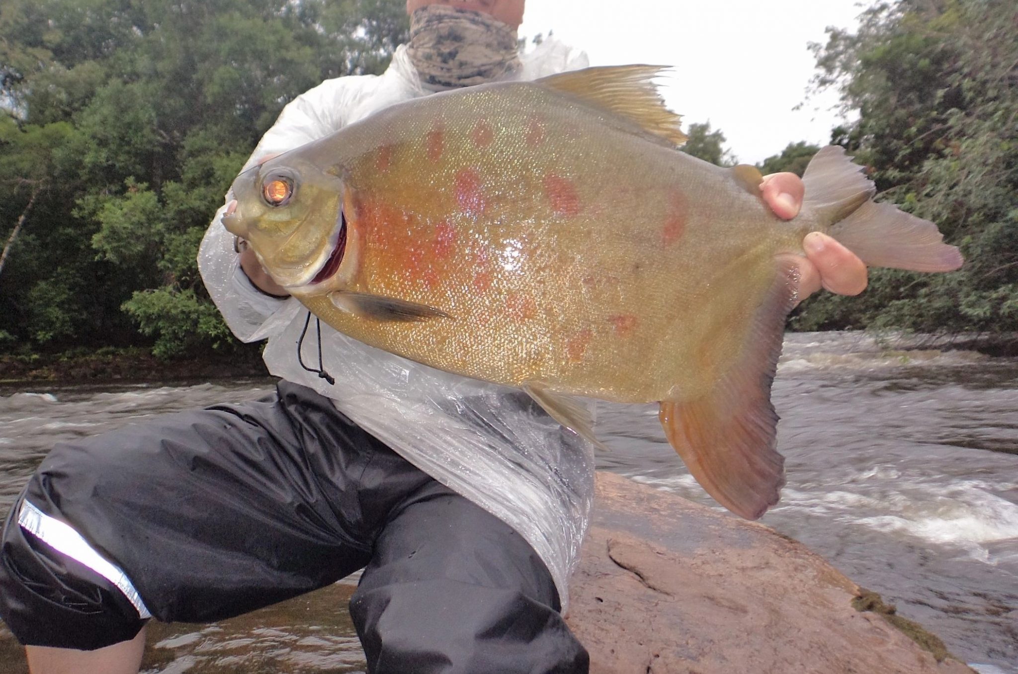 Pacu borracha peixe: tipos, características, alimentação e habitat