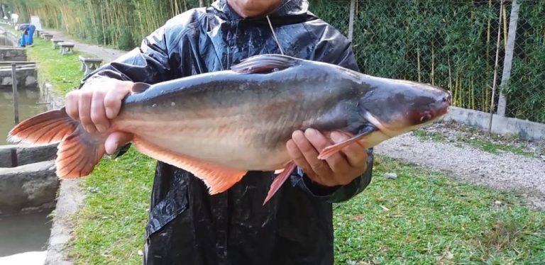 Panga peixe: tipos, características, alimentação, habitat e dicas