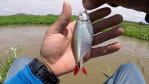 Piaba peixe: tipos, características, alimentação, habitat e receitas