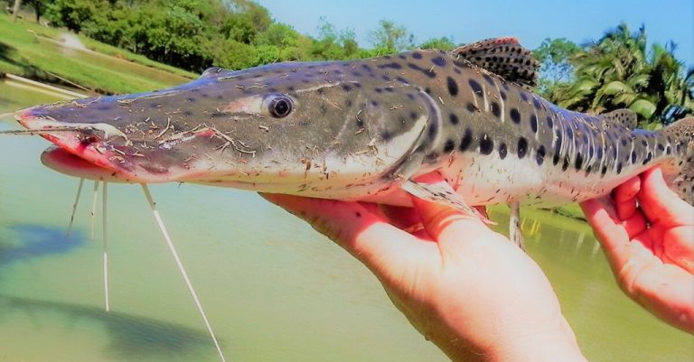 Surubim pintado peixe: tipos, características, alimentação e habitat