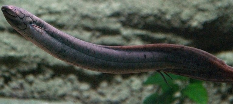 Piramboia peixe: características, reprodução, alimentação e habitat