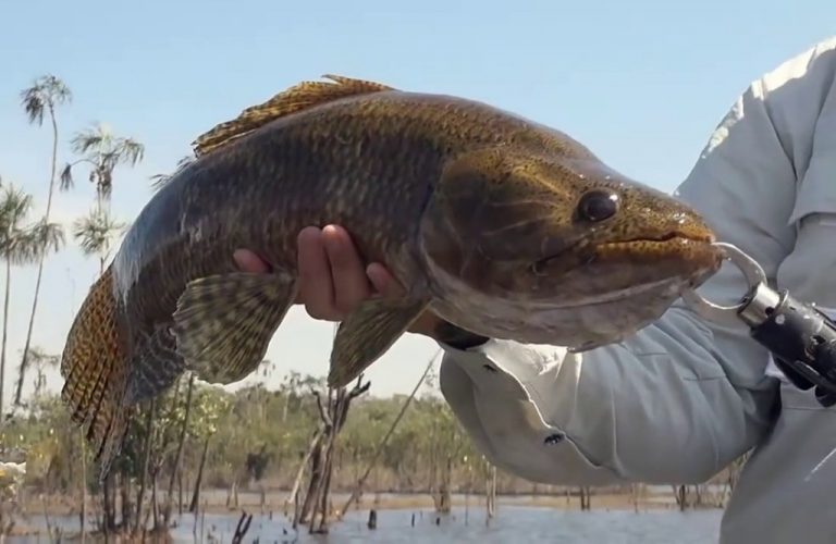 Trairão peixe: tipos, características, alimentação, habitat e receitas