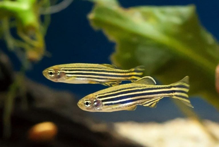 Peixe zebra: tipos, características, reprodução, alimentação e dicas