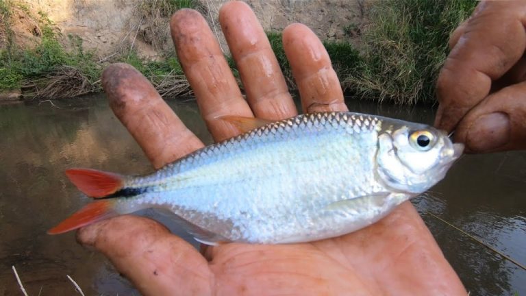 Piaba peixe: tipos, características, alimentação, habitat e receitas
