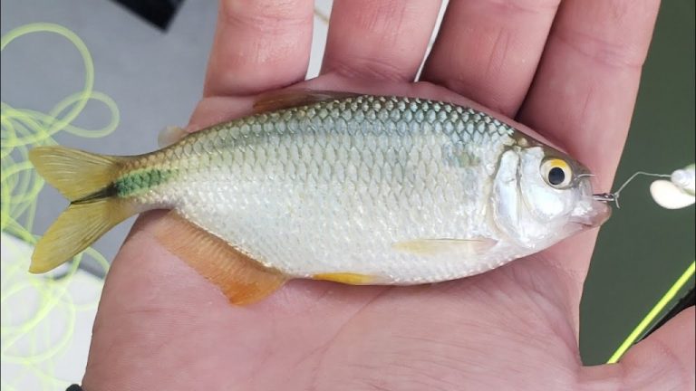 Piaba peixe: tipos, características, alimentação, habitat e receitas