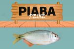 Piaba peixe: tipos, características, alimentação, habitat e receitas